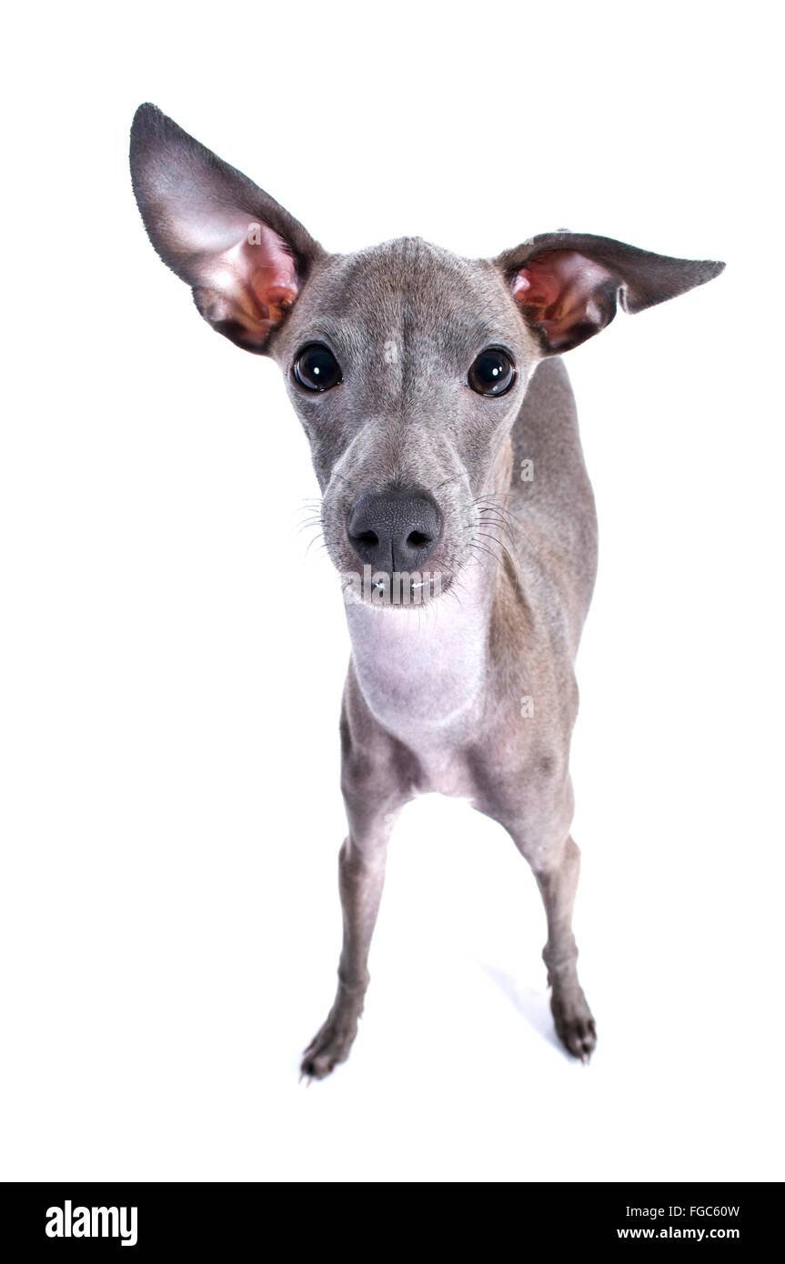 Italian Greyhound. Adult dog standing. Studio picture against a white ...