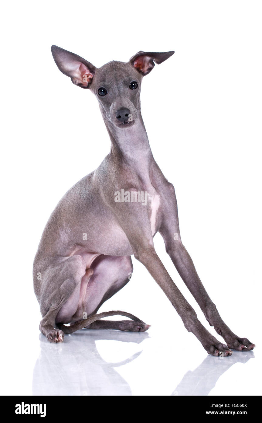 Italian Greyhound. Adult dog sitting. Studio picture against a white ...