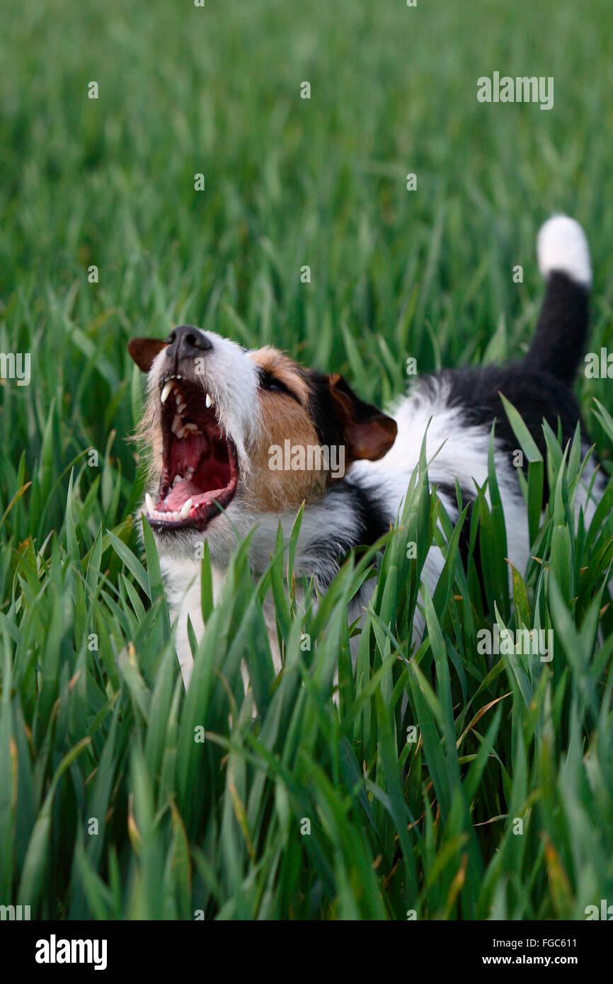Jack Russell Terrier. Adult dog standing in grass while barking ...