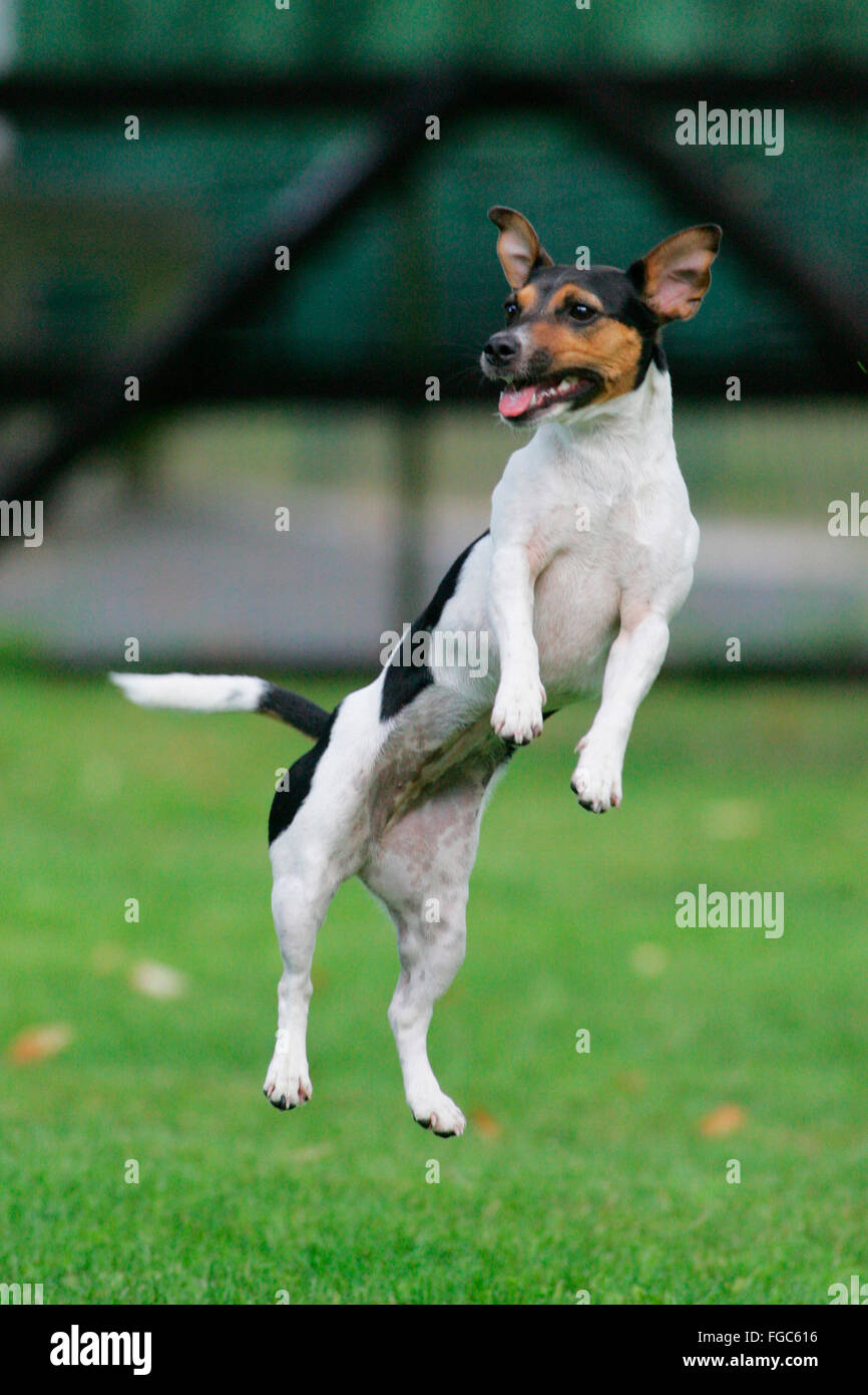 Jack Russell Terrier. Adult dog jumping into the air. Germany Stock ...