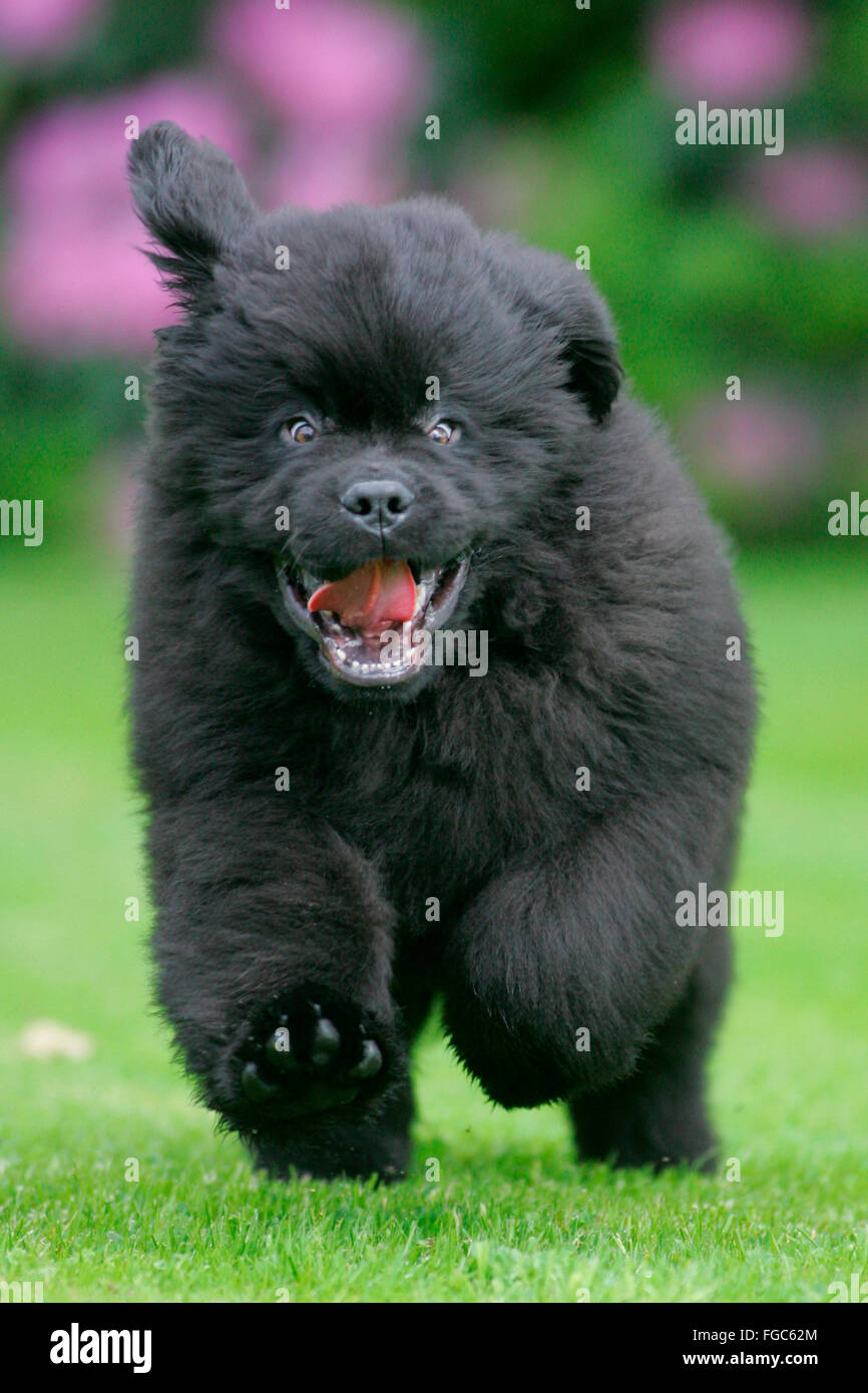 Newfoundland Dog. Puppy running on a lawn. Germany Stock Photo - Alamy