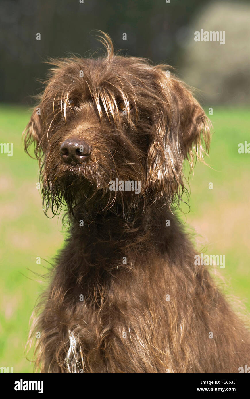 Pudelpointer hi-res stock photography and images - Alamy