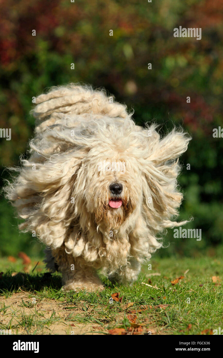Puli. Adult dog running on a meadow. Germany Stock Photo - Alamy