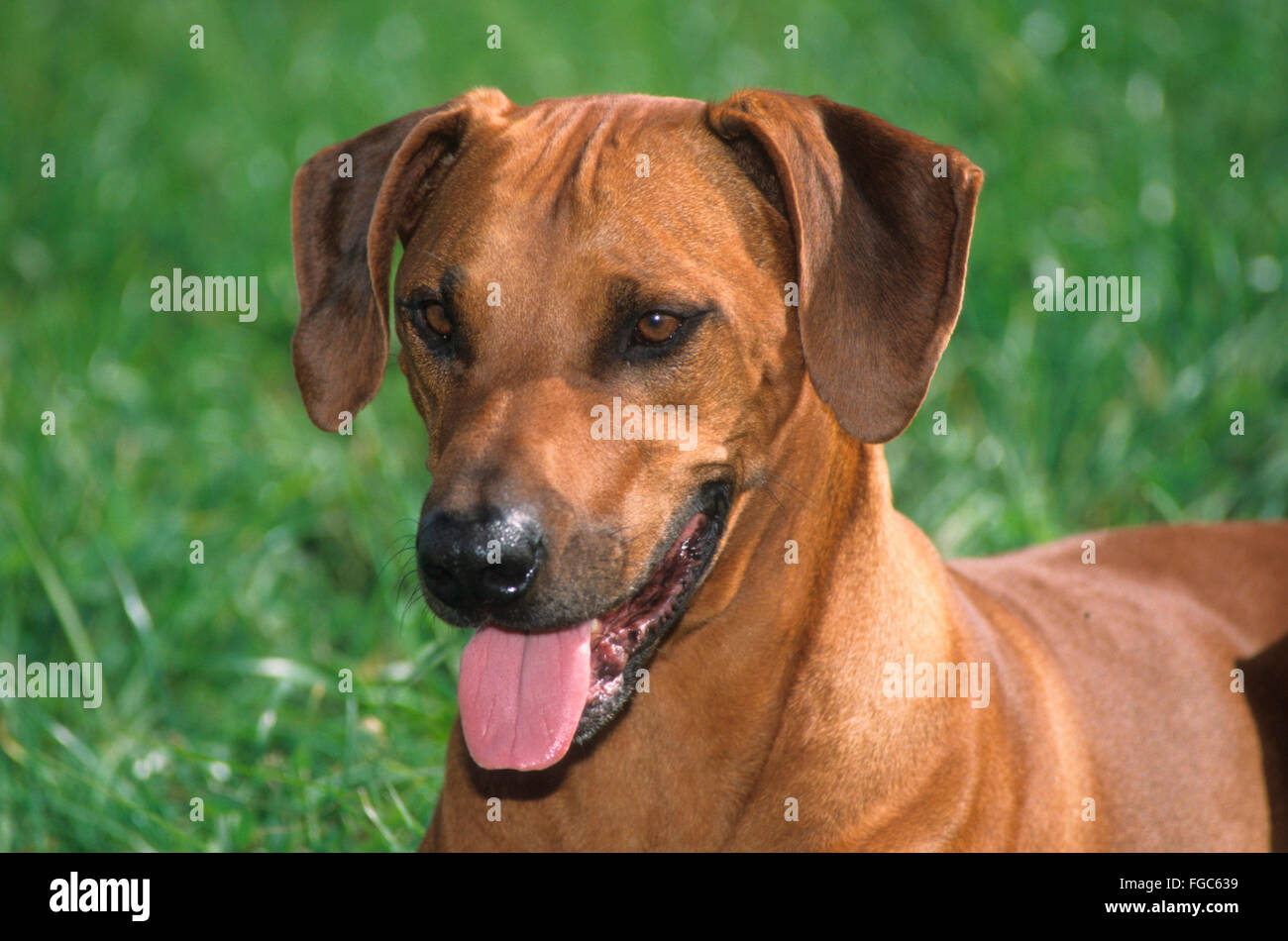 Rhodesian Ridgeback. Portrait of adult dog. Germany Stock Photo - Alamy