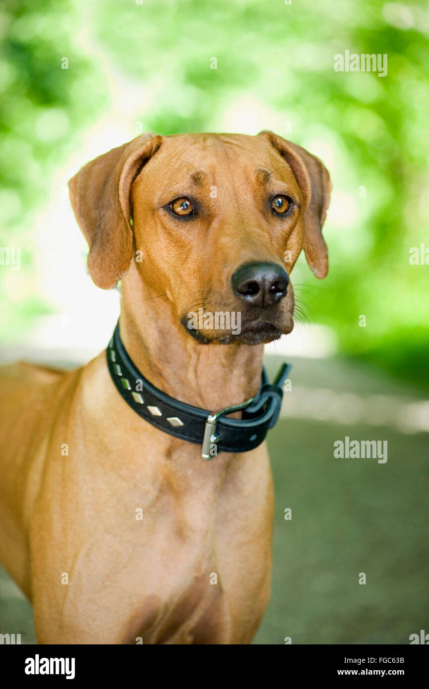 Rhodesian Ridgeback. Portrait of adult dog. Germany Stock Photo - Alamy