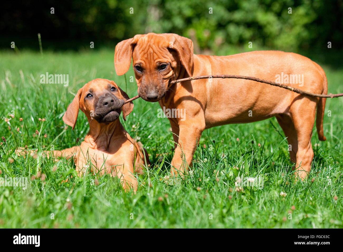 Rhodesian Ridgeback. Two puppies on a meadow, playing with a stick ...