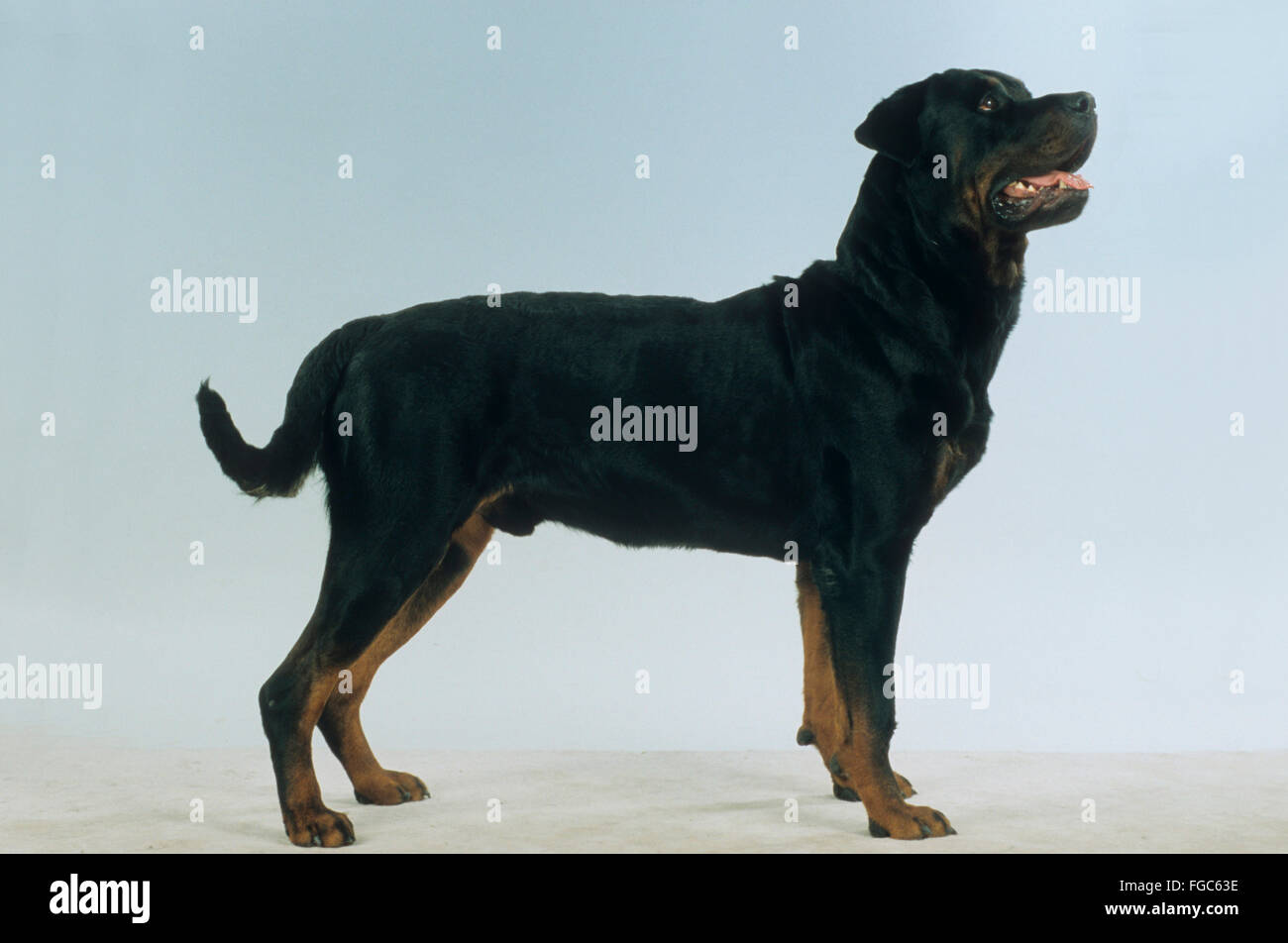 Rottweiler. Adult dog standing. Studio picture. Germany Stock Photo - Alamy