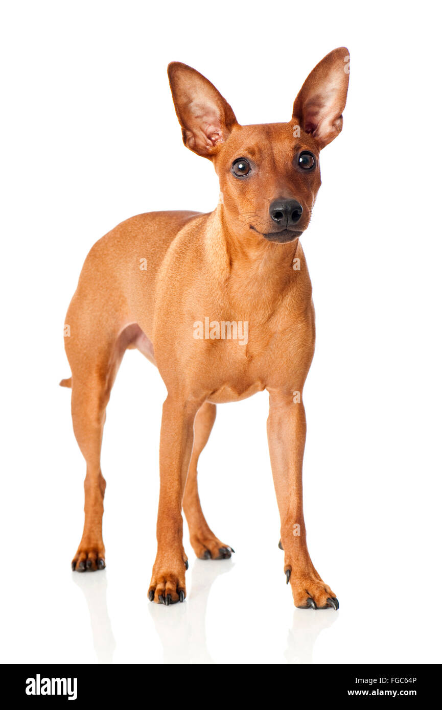 Miniature Pinscher. Adult dog standing. Studio picture against a white ...