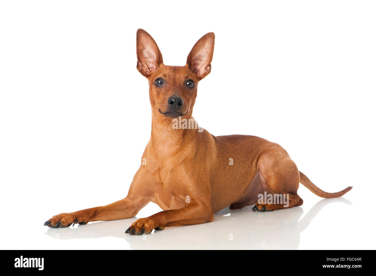 Miniature Pinscher. Adult dog lying. Studio picture against a white ...