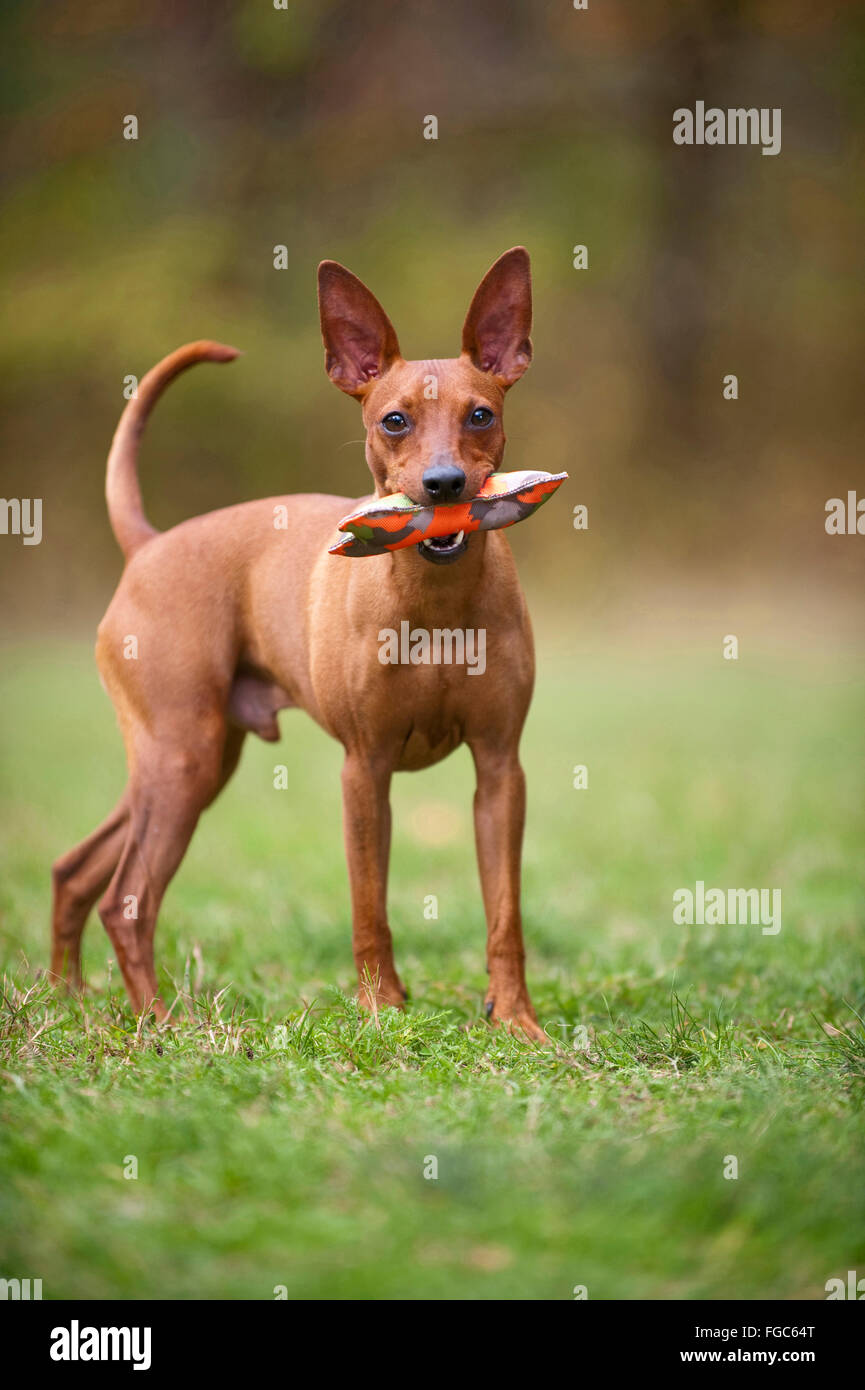 Miniature Pinscher. Adult dog standing on grass while carrying a toy in ...
