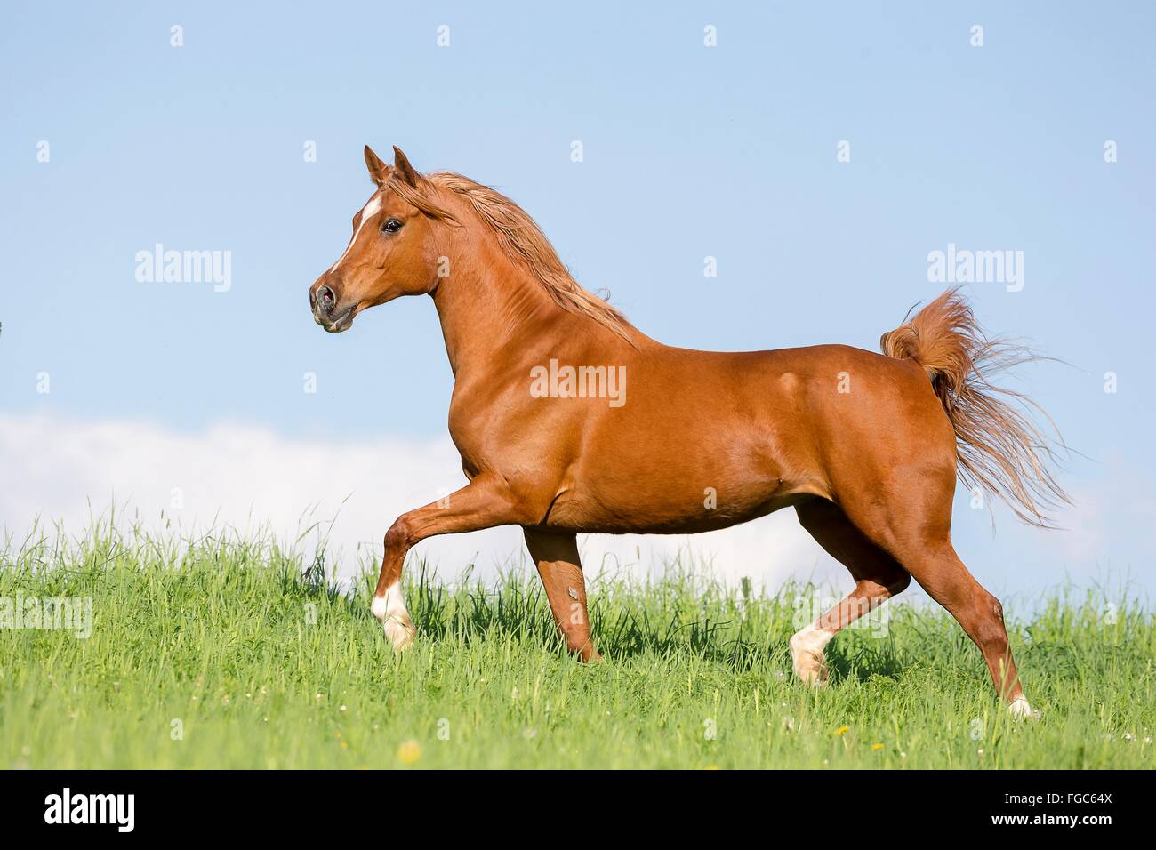 Arabian Horse. Chestnut gelding trotting on a pasture. Austria Stock ...