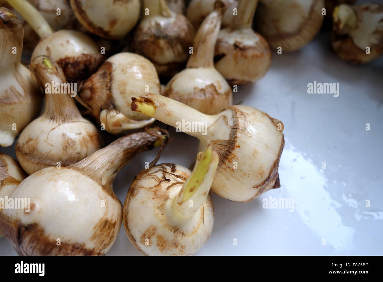 Swamp potato hi-res stock photography and images - Alamy