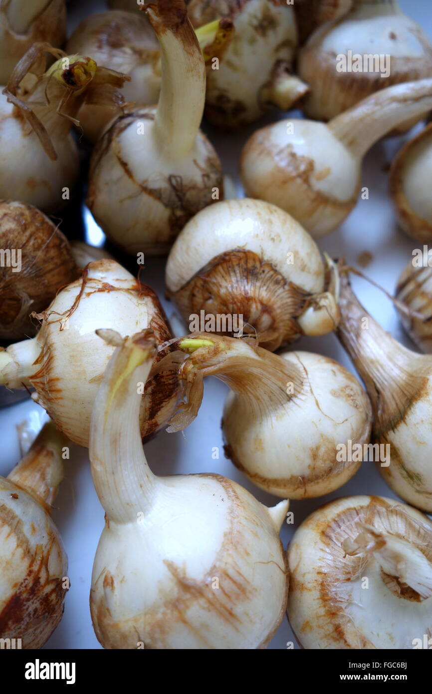 Arrowhead potato,Chinese potato, Swamp Potato (Sagittaria Stock Photo ...