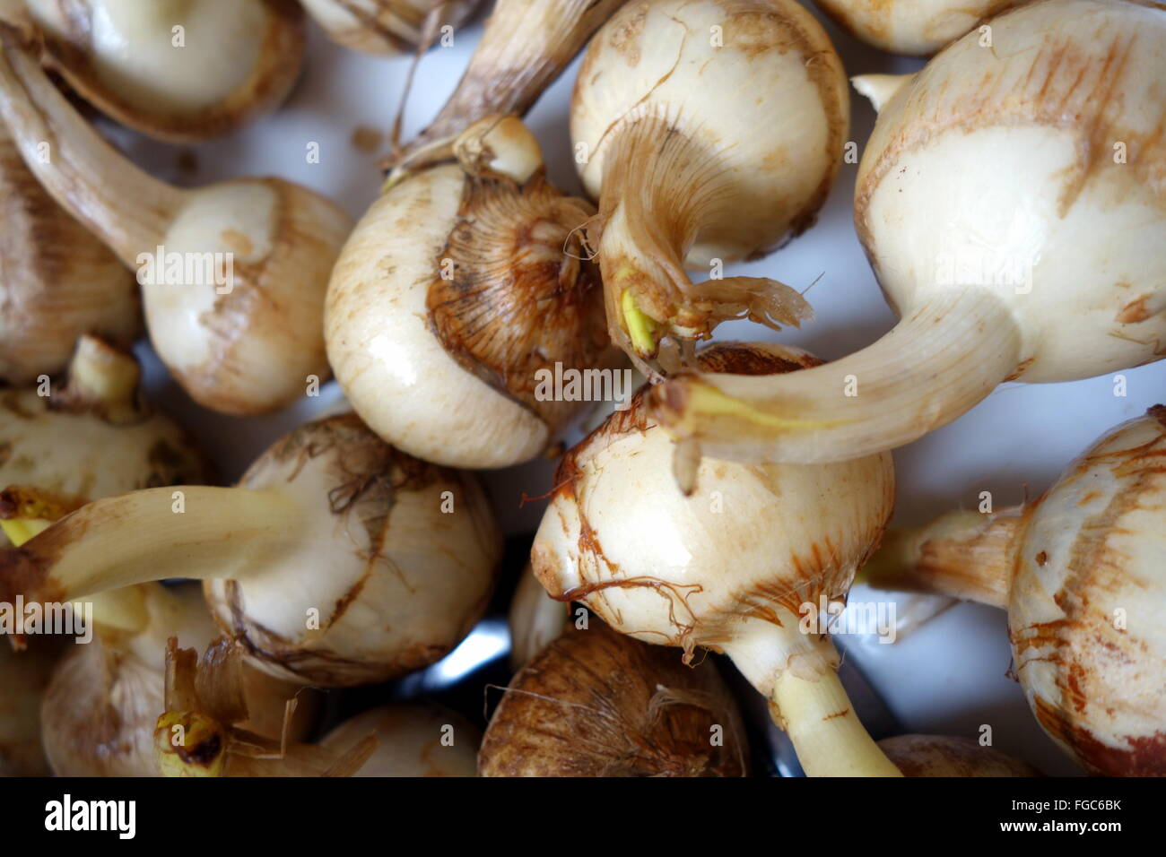 Swamp potato hi-res stock photography and images - Alamy