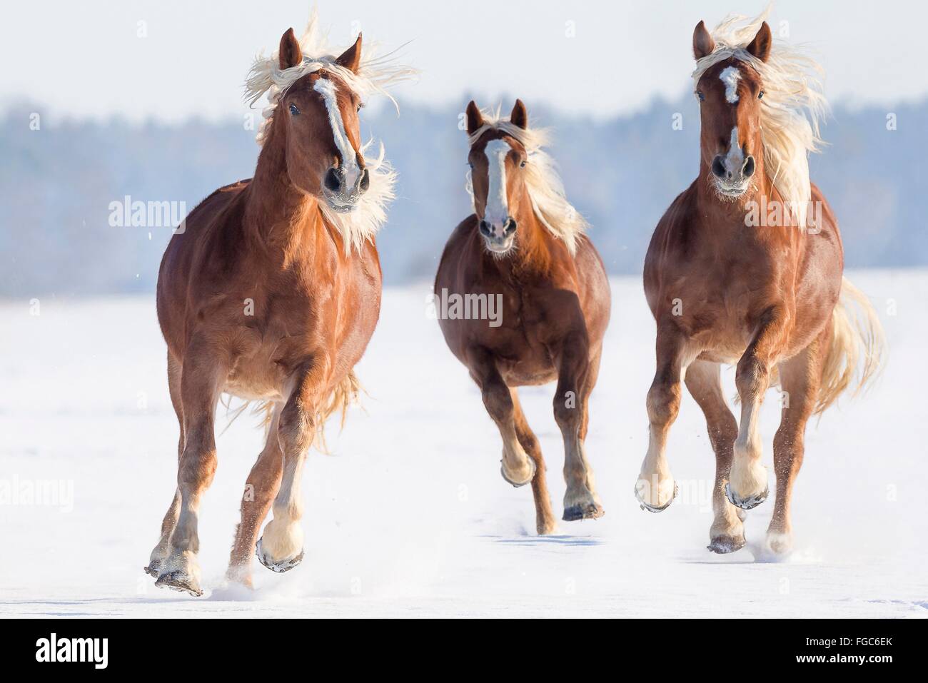 German horses hi-res stock photography and images - Alamy