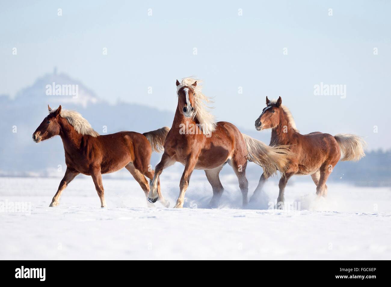 German horses hi-res stock photography and images - Alamy