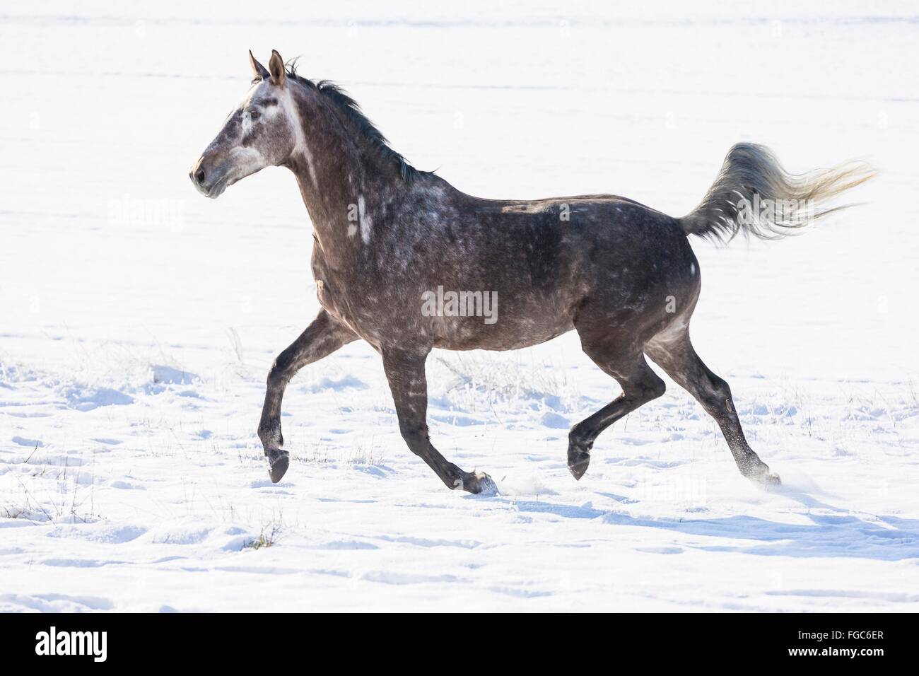Trakehner horse snow hi-res stock photography and images - Alamy