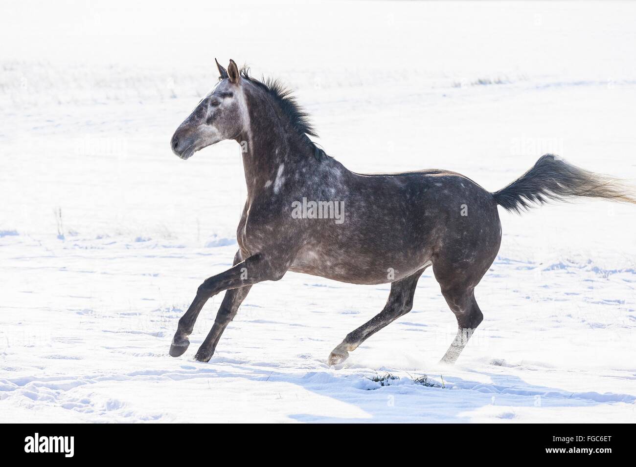 Trakehner. Juvenile gray gelding galloping on a snowy pasture. Germany ...