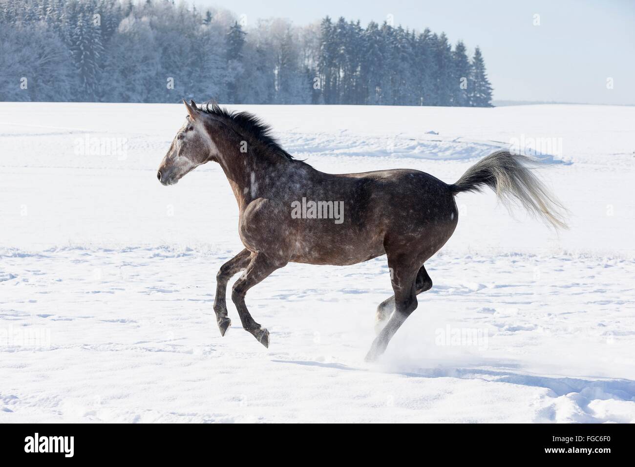Trakehner horse snow hi-res stock photography and images - Alamy