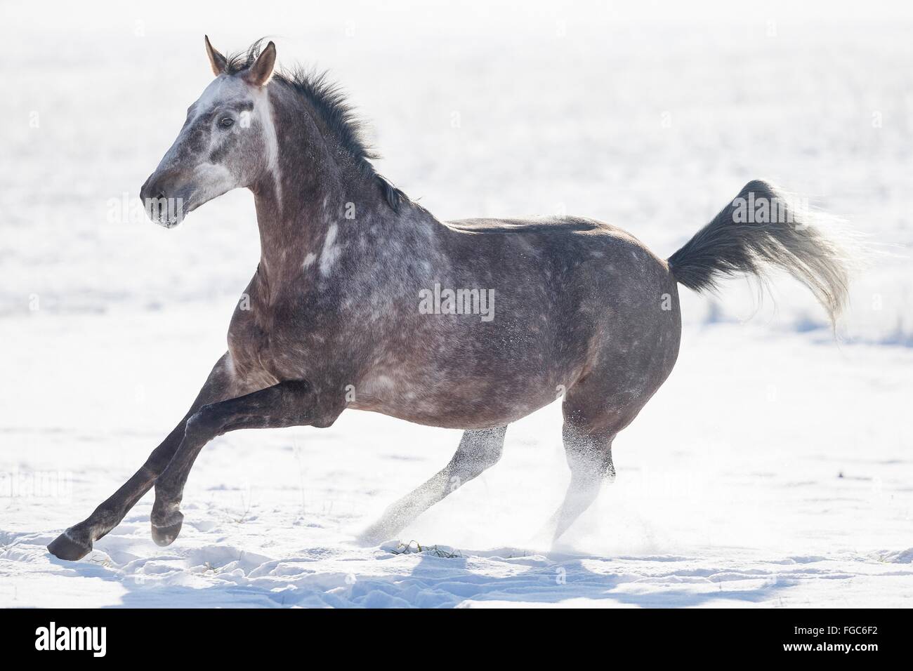 Trakehner. Juvenile gray gelding galloping on a snowy pasture. Germany ...