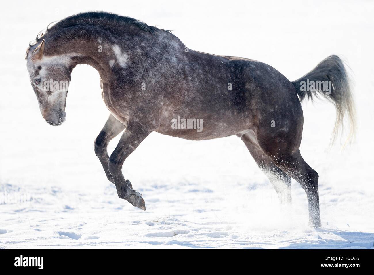 Trakehner. Juvenile gray gelding bucking on a snowy pasture. Germany ...
