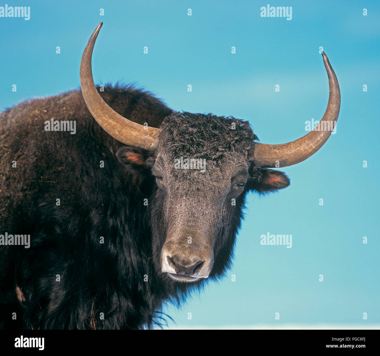 Domesticated Yak (Bos mutus). Portrait of adult in winter. Germany ...