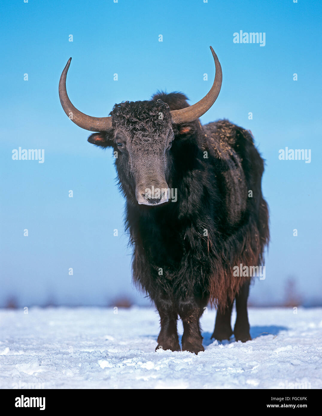 Bos mutus snow hi-res stock photography and images - Alamy