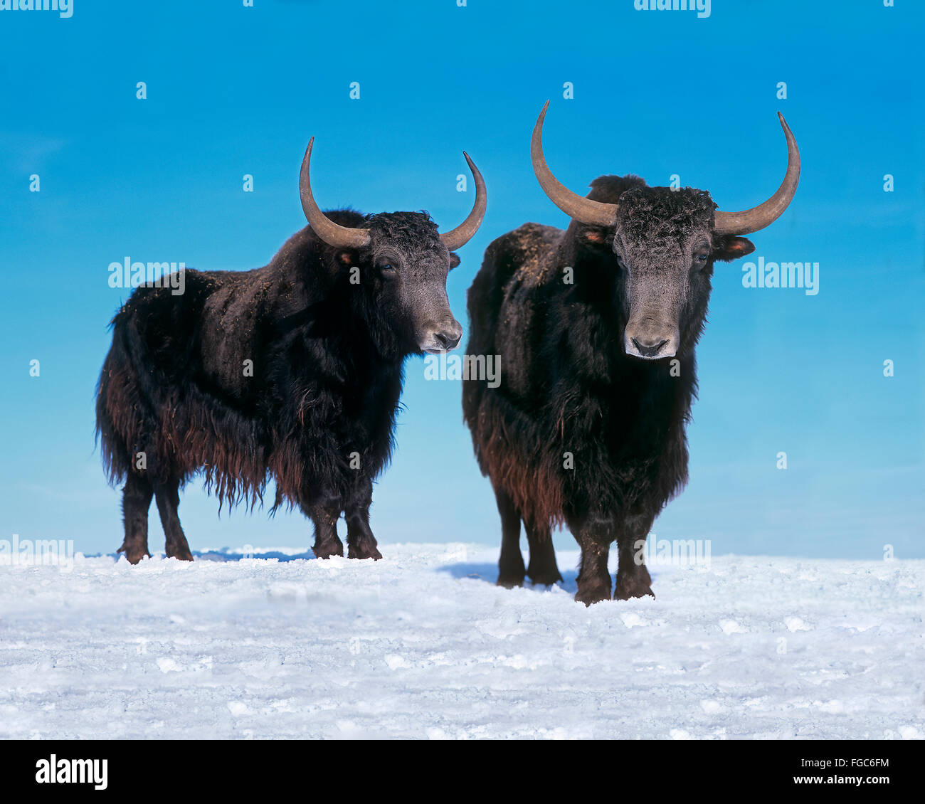 Bos mutus snow hi-res stock photography and images - Alamy
