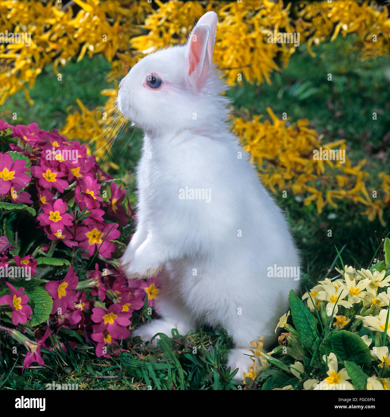 Dwarf Rabbit. White adult sitting on its haunches, with flowering ...