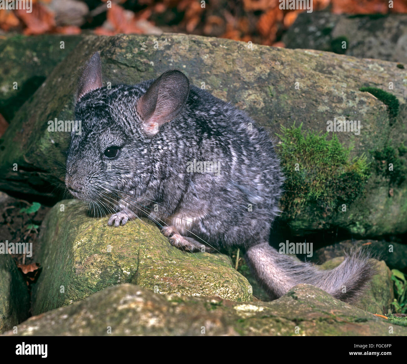 Long-tailed Chinchilla (Chinchilla laniga) on a rock. Germany Stock ...