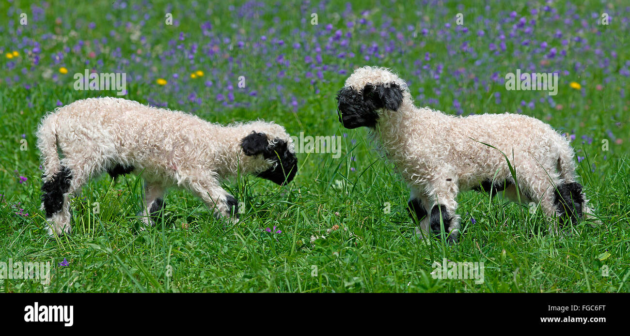 Valais blacknose sheep and lambs hi-res stock photography and images ...