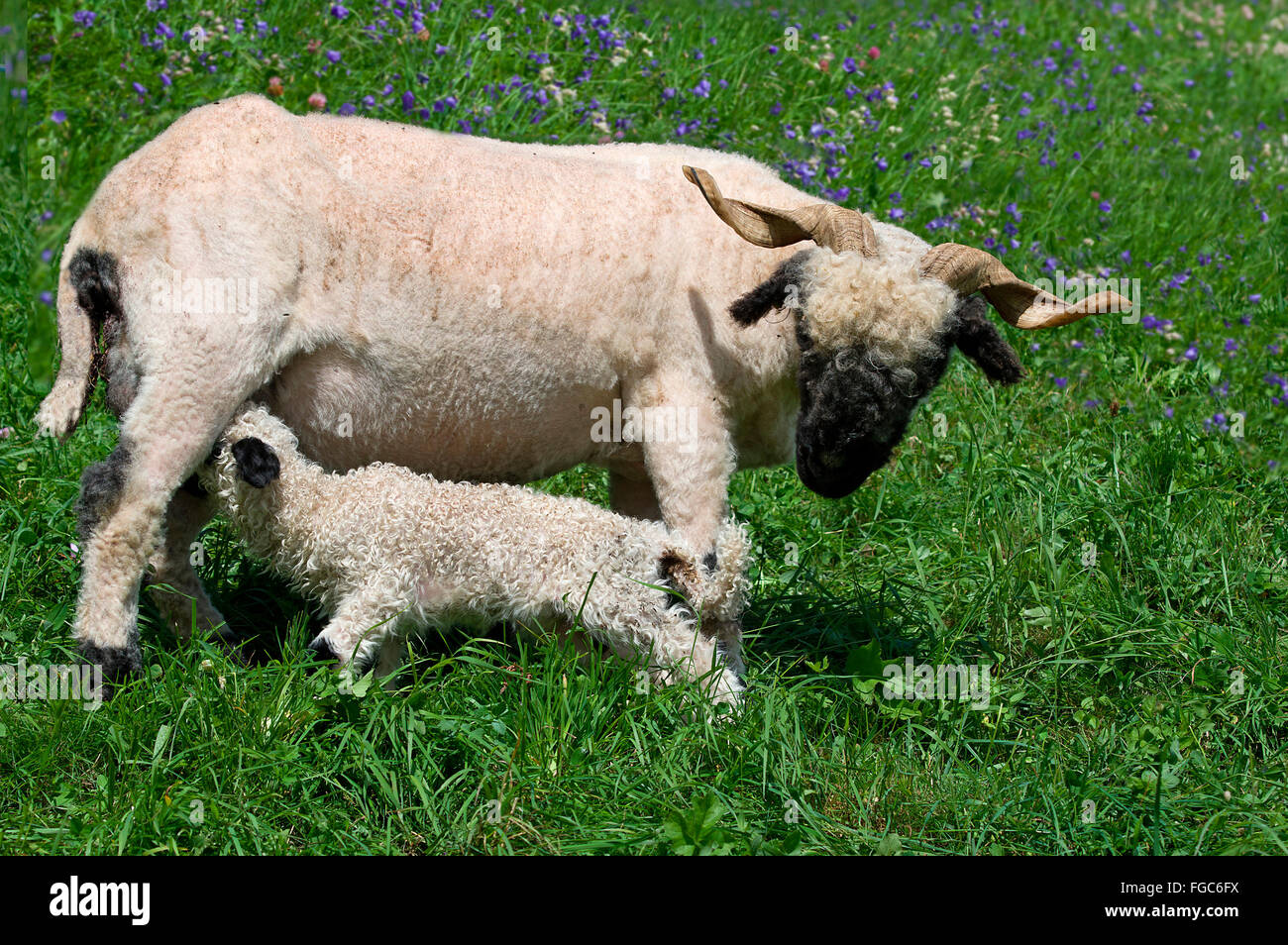 Valais Blacknose Sheep. Ewe nursing lamb in a mountain pasture. Valais ...
