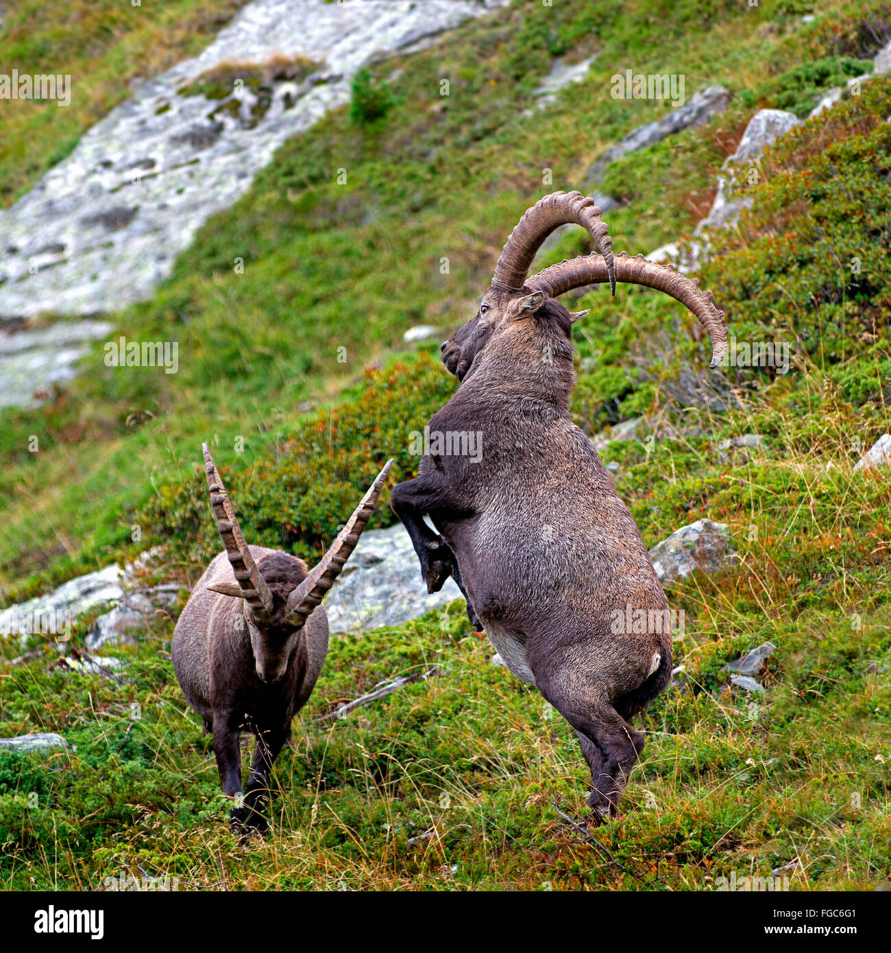 Ibex fighting males hi-res stock photography and images - Alamy