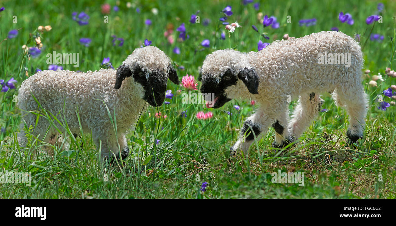 Valais Blacknose Sheep. Twin lambs in a mountain pasture. Valais ...