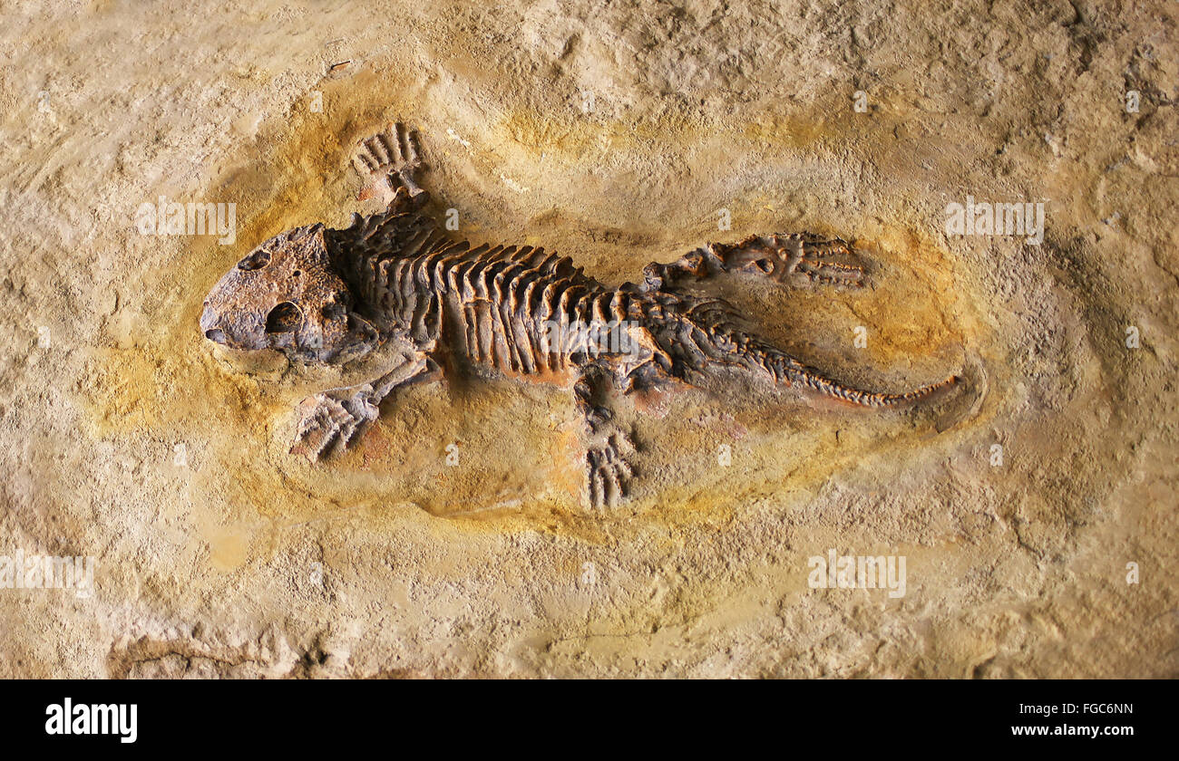 Lizard skeleton hi-res stock photography and images - Alamy