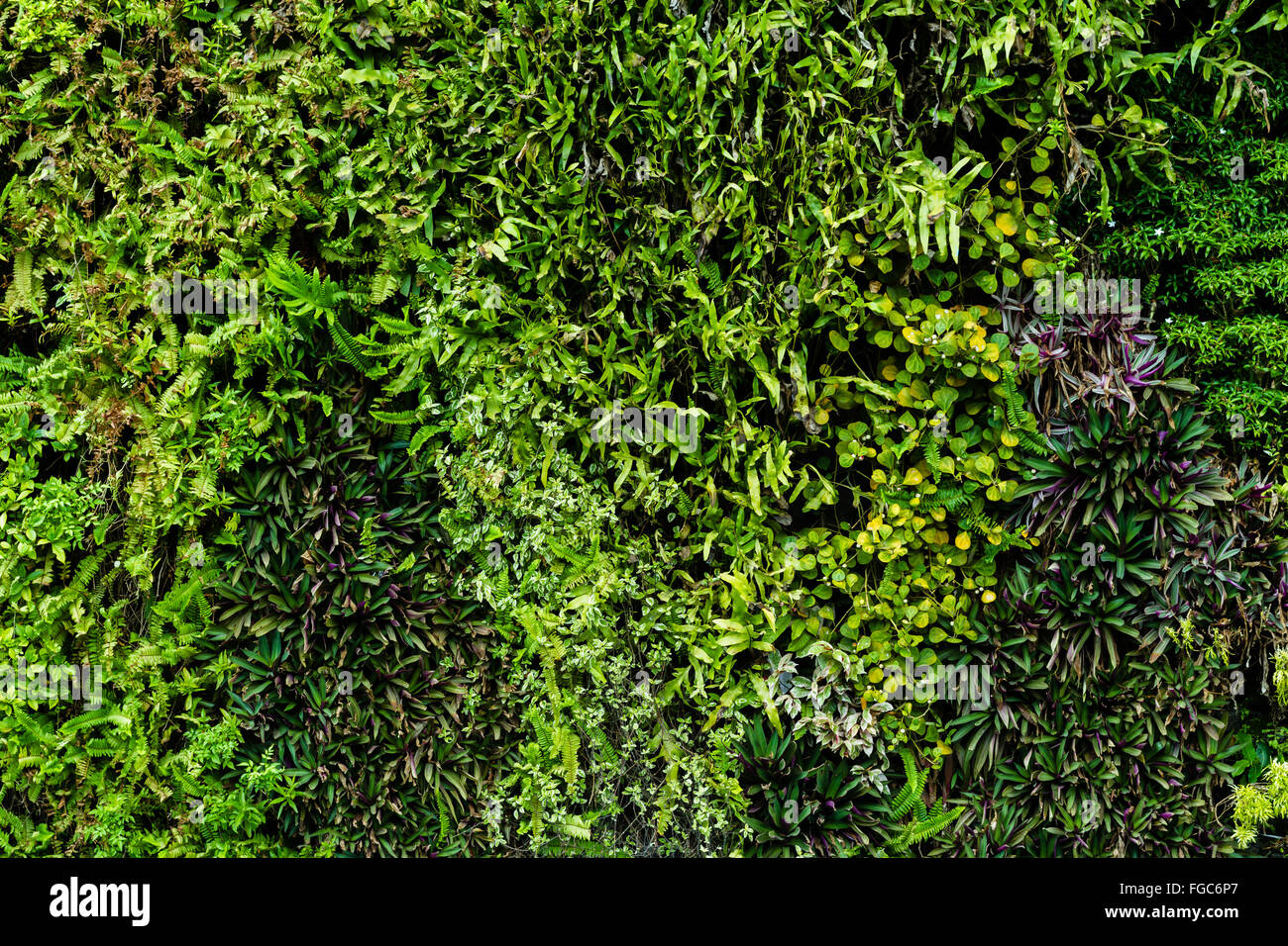 Walls of beautiful leaf Stock Photo - Alamy