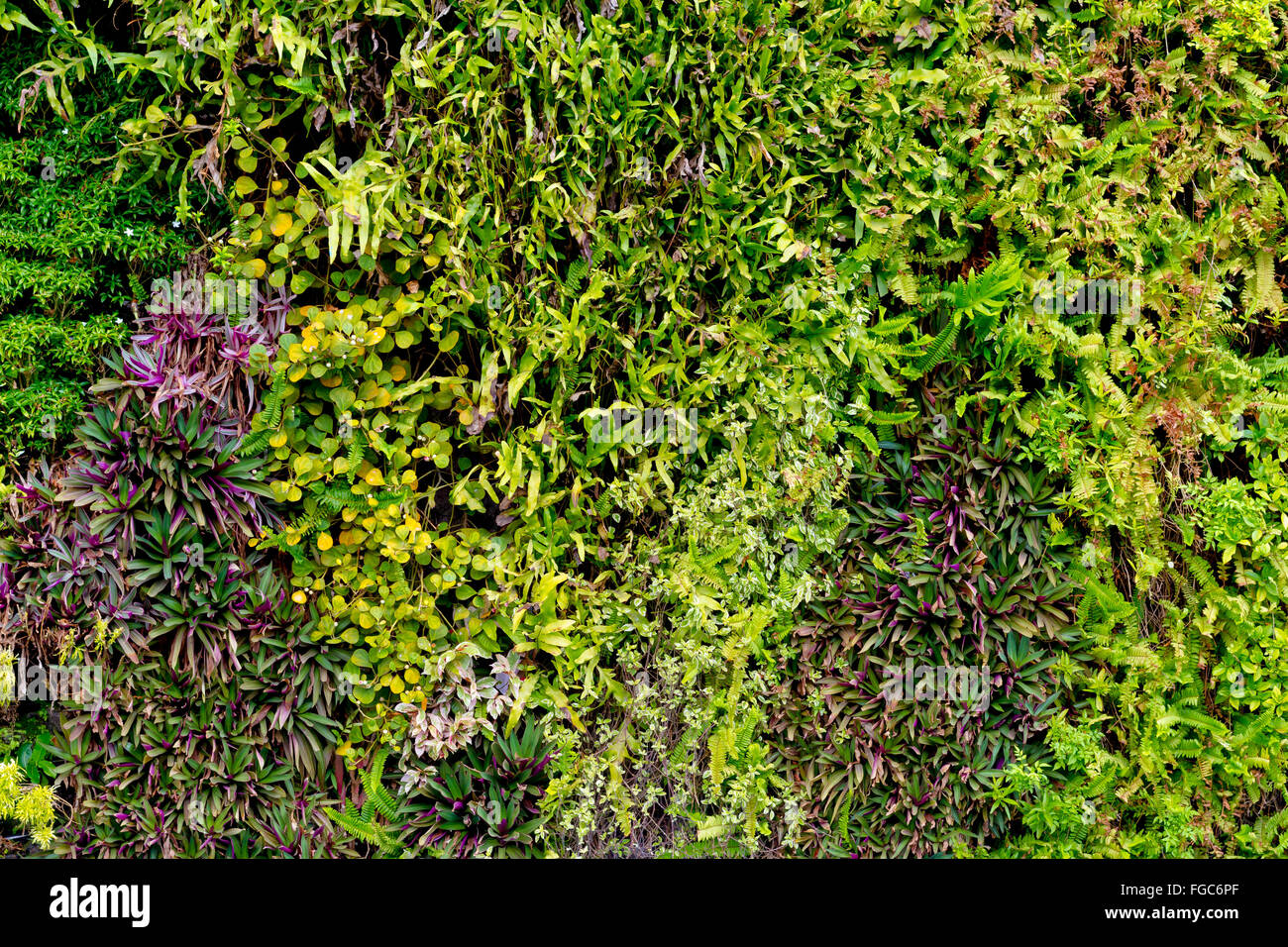 Walls of beautiful leaf Stock Photo - Alamy