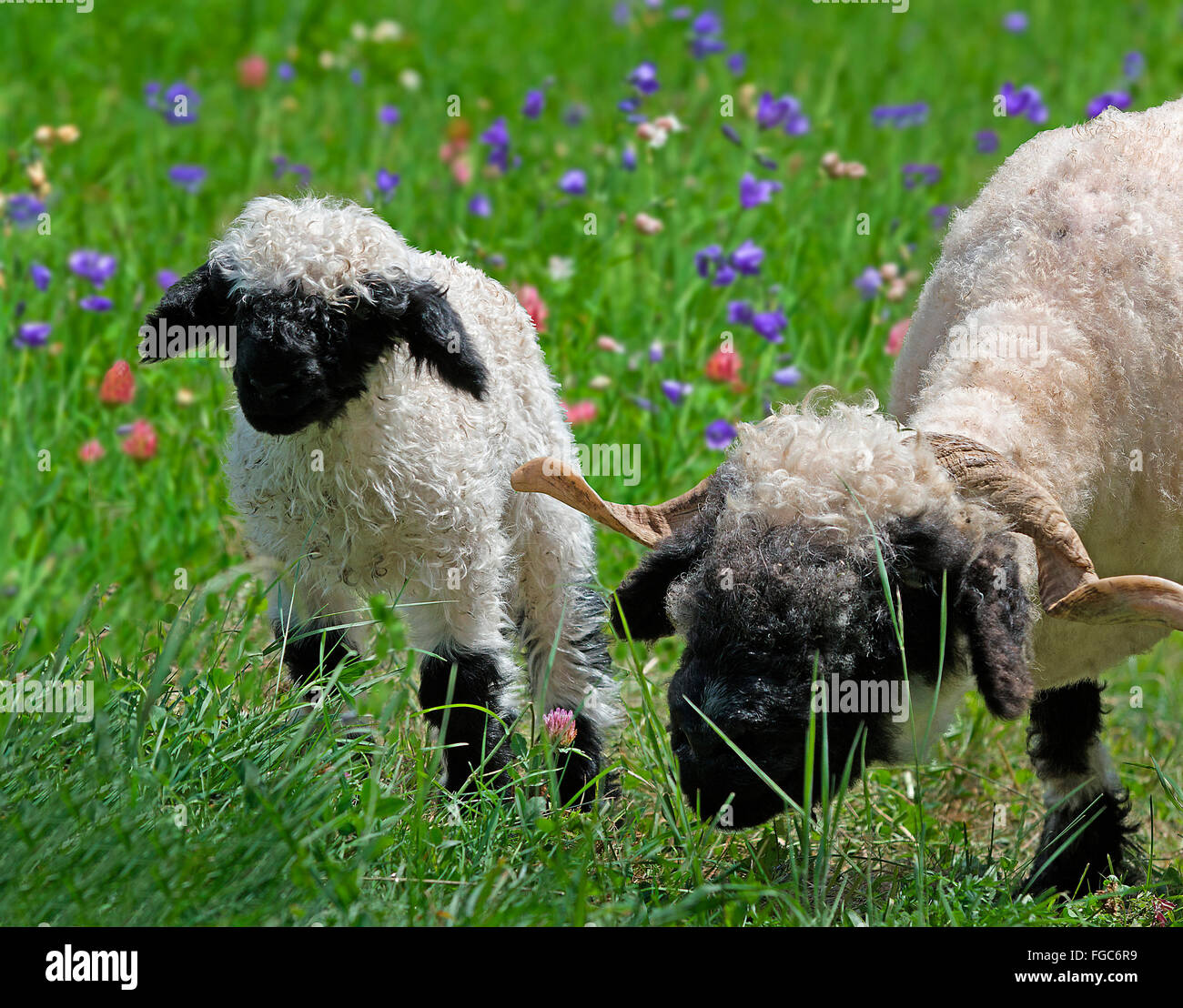 Valais Blacknose Sheep. Ewe with lambs in a mountain pasture. Valais ...