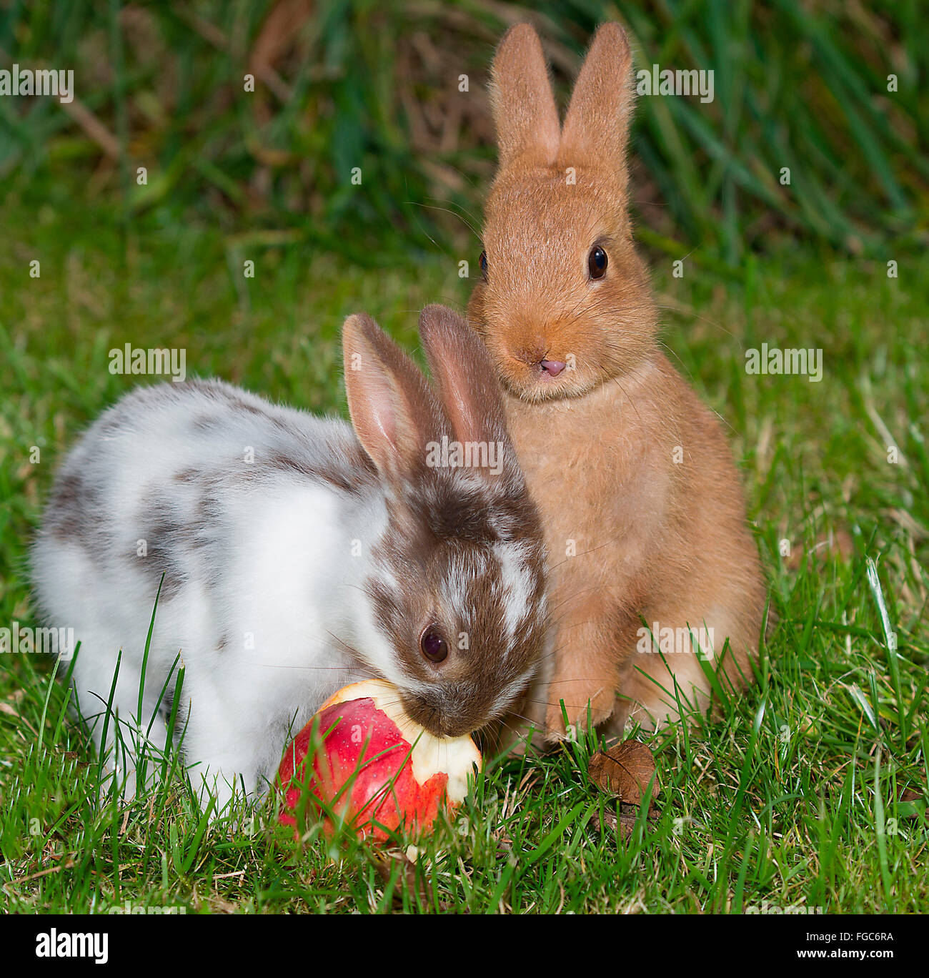 Pygmy rabbit. Two young on grass. One eating an apple, the other ...