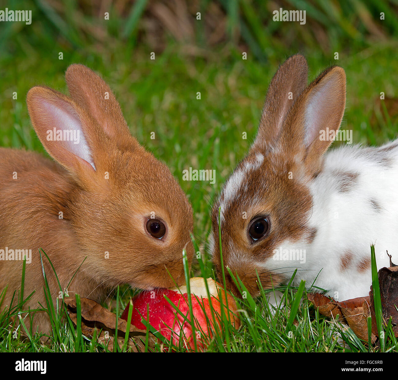Pygmy rabbit. Two young on grass, eating an apple. Germany Stock Photo ...