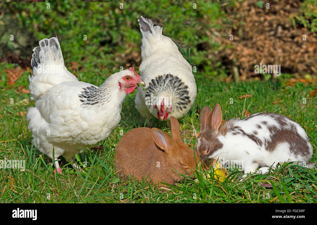 Domestic Rabbit and Sussex Chicken. Pair of hens and two rabbits eating ...