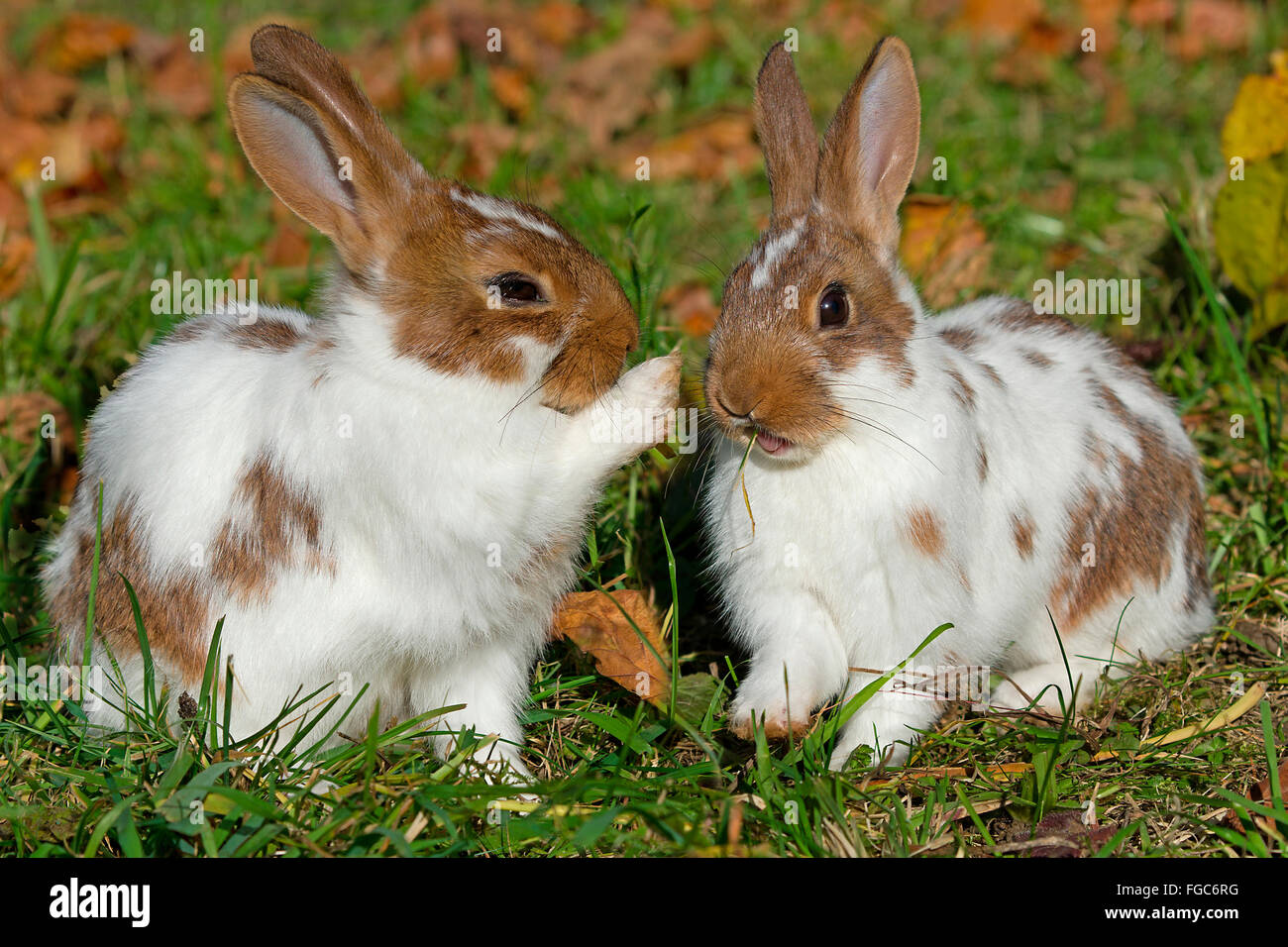 Domestic rabbit. Two Rex rabbit on a meadow in autumn. Germany Stock ...