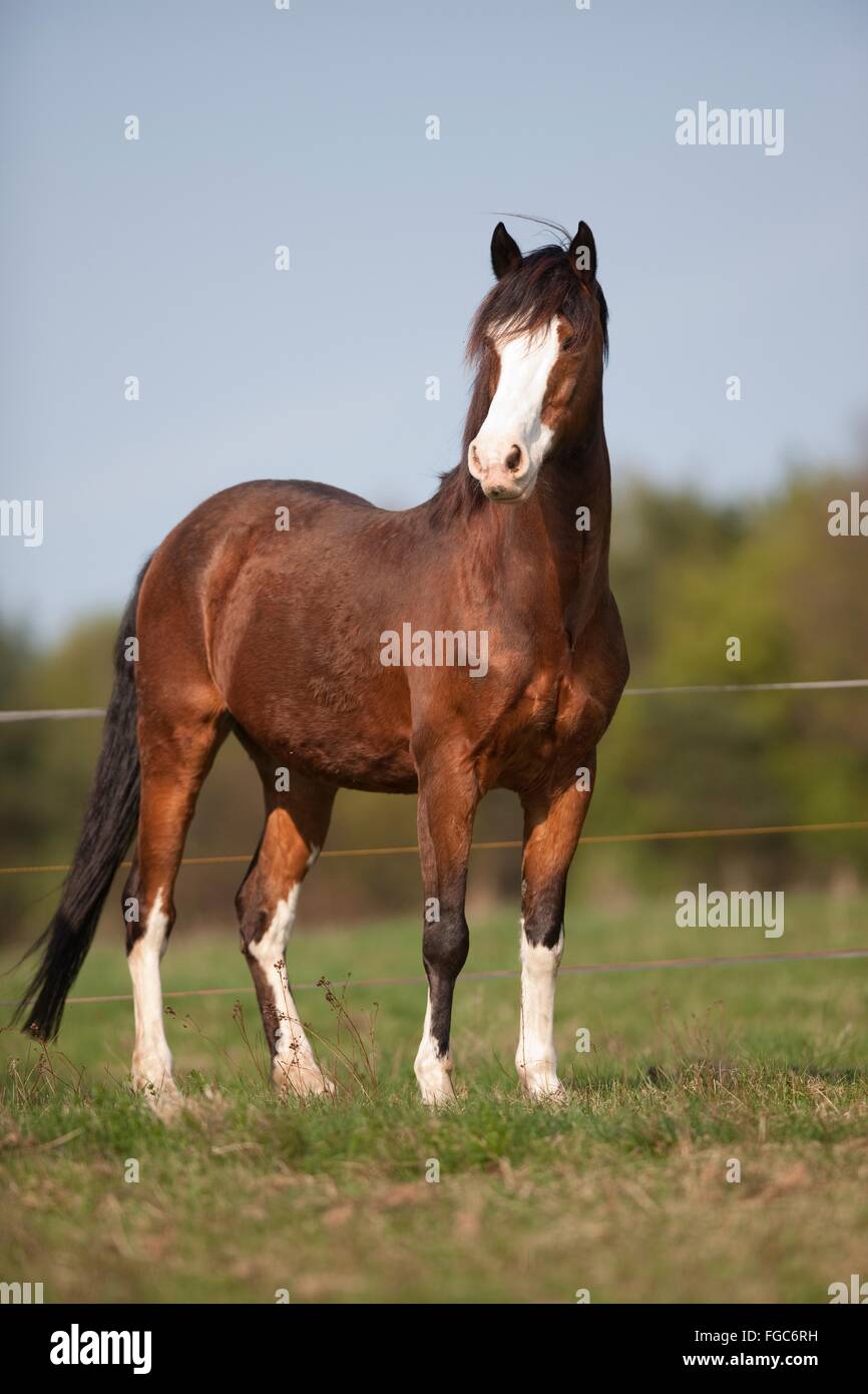 New Forest Pony. Bay adult with blaze standing on a pasture. Germany ...