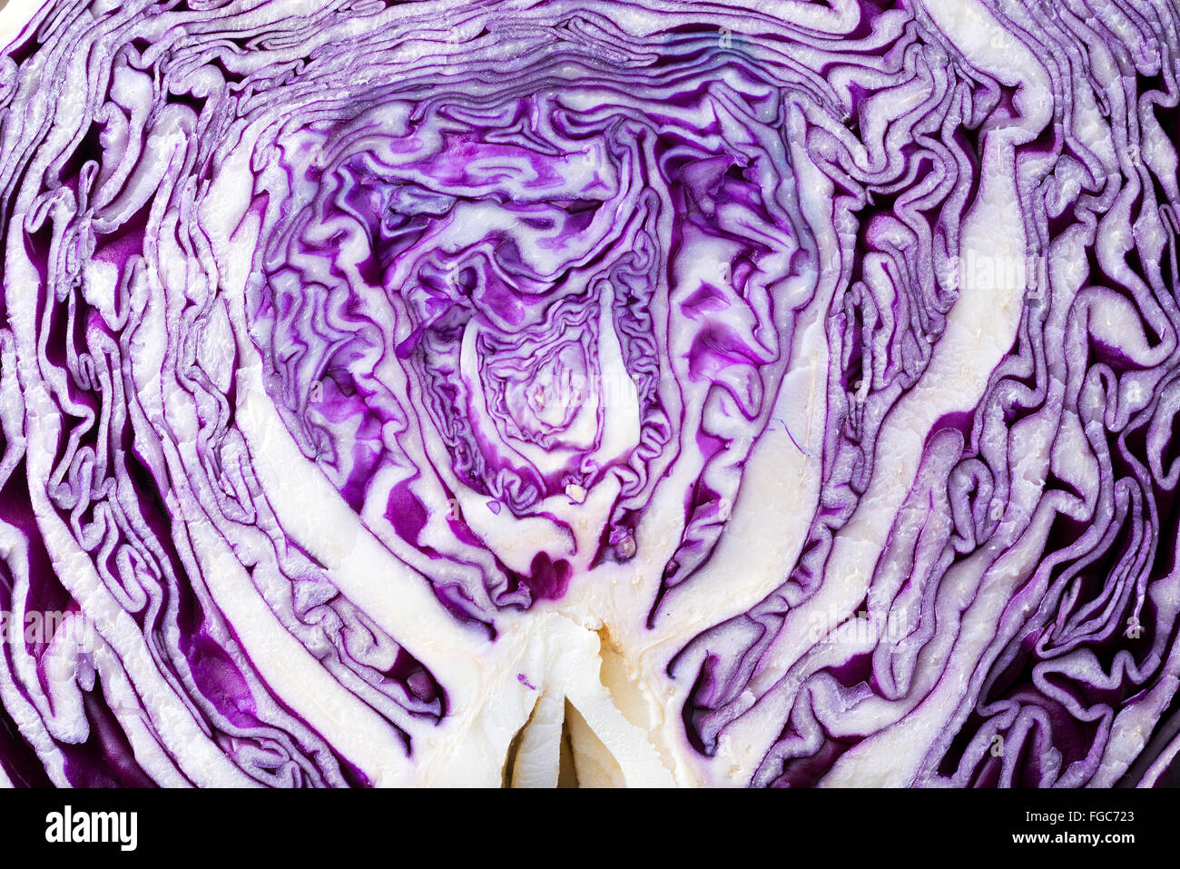 Cabbage cross section hi-res stock photography and images - Alamy