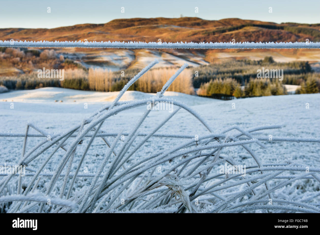 Heavy frost on grass hi-res stock photography and images - Alamy