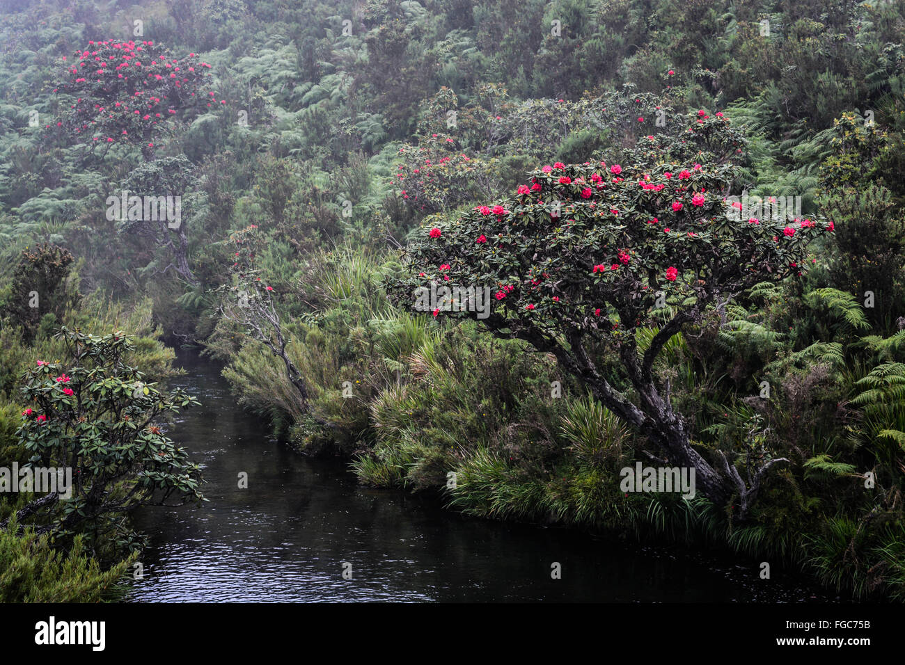 Dark treas hi-res stock photography and images - Alamy