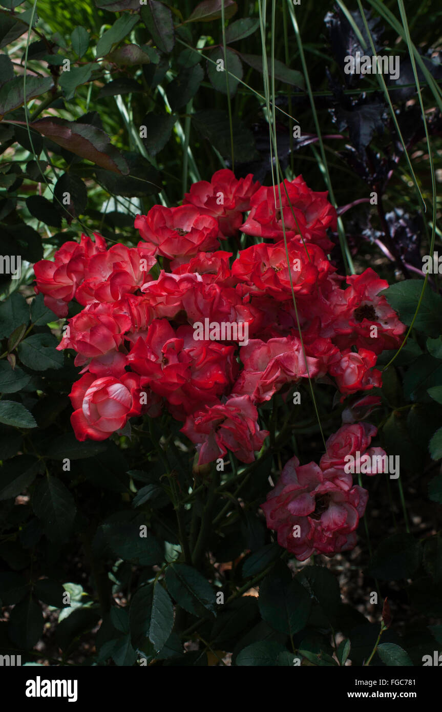 Rosa DENVERS DREAM. , cluster, floribunda Stock Photo - Alamy