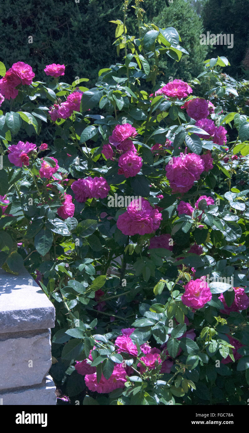 Rose, Rosa , JOHN CABOT Stock Photo - Alamy