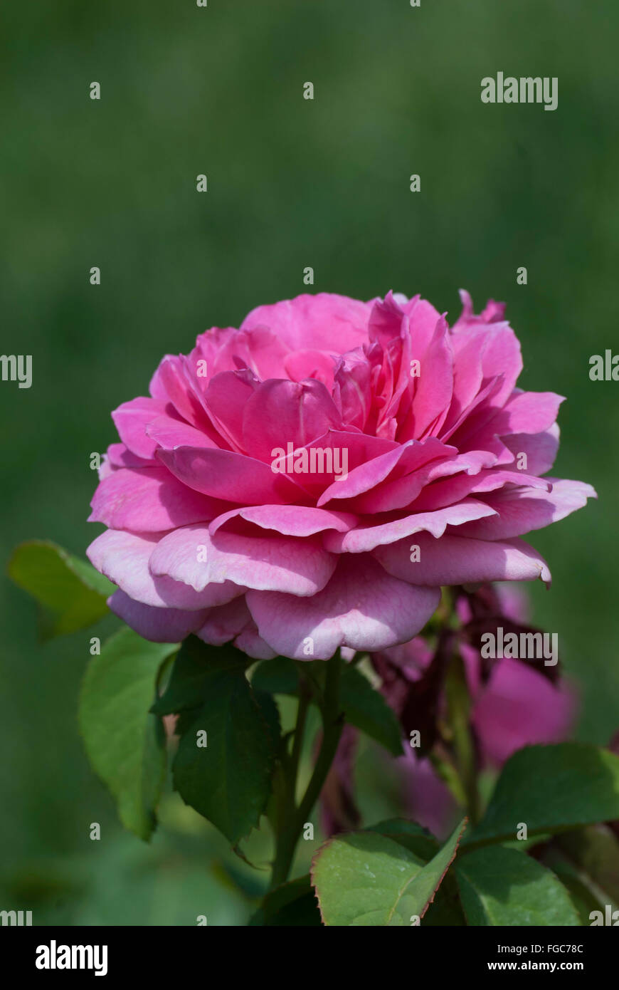 Song symbol hi-res stock photography and images - Alamy