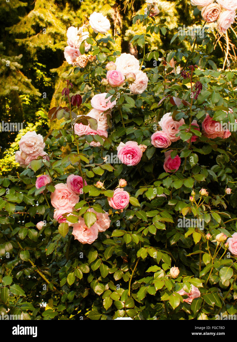 Rose, Rosa ,EDEN Stock Photo - Alamy